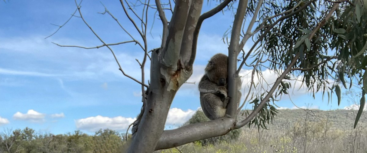 Welcome guests at historic Brickworks mine site - Whitehaven Coal
