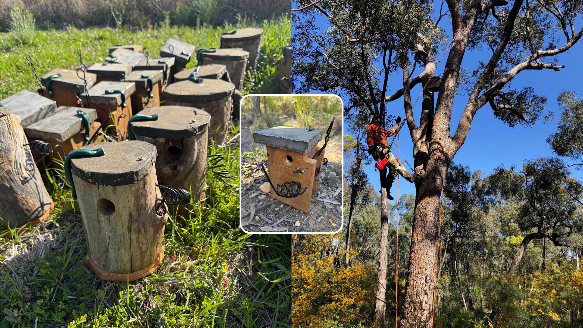 Narrabri Mine installs 100 new nesting boxes to support threatened ...